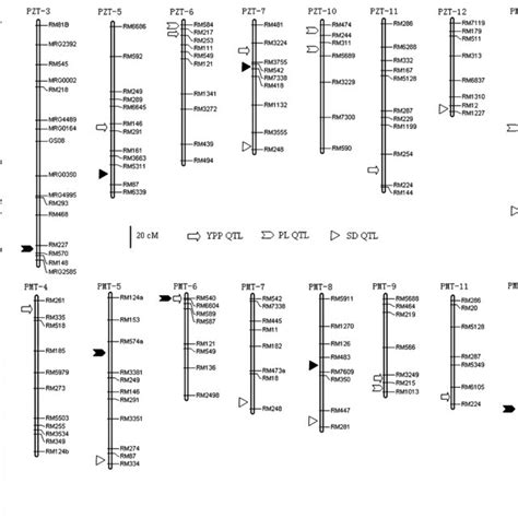 Molecular Linkage Map Showing The Position Of Qtl For Yield Per Plant