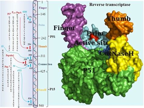 Figure S 15 Hiv 1 Reverse Transcriptase Rt Structure Pdb 3dlk And