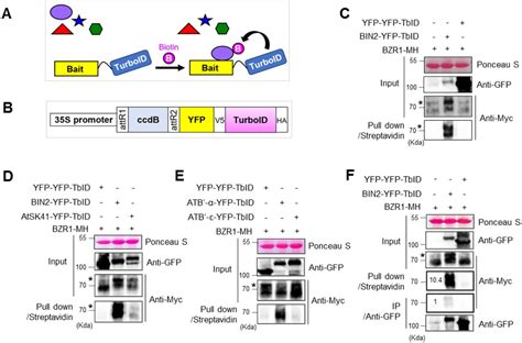 Application Of Turboid Mediated Proximity Labeling For Mapping A Gsk3