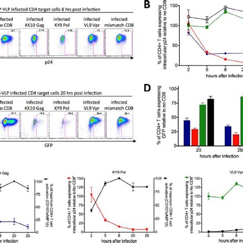 Kk10gag And Ky9pol Specific Cd8 ϩ T Cells Kill Virus Infected Cells