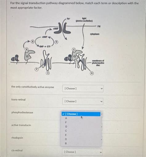 Solved For The Signal Transduction Pathway Diagrammed Below