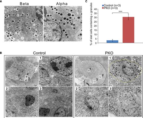 Pdx1 Maintains β Cell Identity And Function By Repressing An α Cell