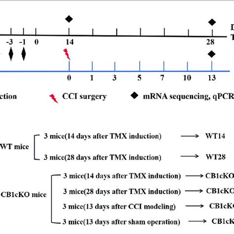 Experimental Flowchart And Grouping Of Rna Sequencing Rna Seq