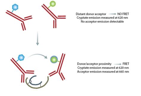 Development Of Homogeneous Htrf Insulin Assay