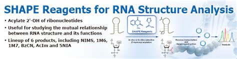 Shape Reagents For Rna Structure Analysis Tokyo Chemical Industry Co