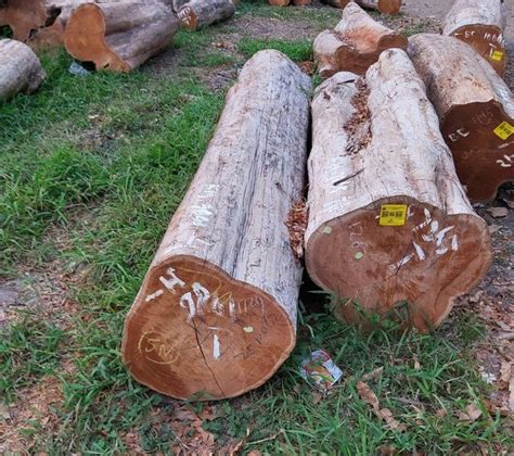 Jenis Kayu Jati Dan Harga Per Log Dan Olahan Terbaru Pengadaan