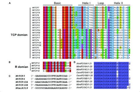 multiple sequence alignment of mttcp transcription factors and the
