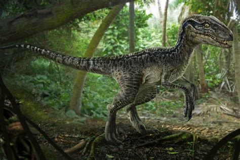 Velociraptor Wallpapers ·① Wallpapertag