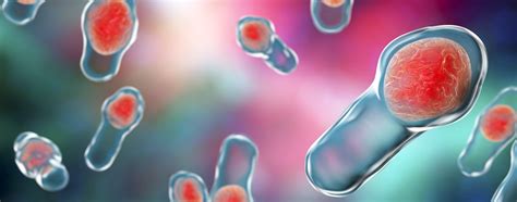 Clostridioides Difficile Symptoms Transferability Prevention