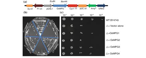 Functional Complementation Of Yeast Mpg Mutant With Various Osmpg