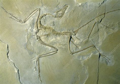 Archaeopteryx Fossil Stock Image E445 0015 Science Photo Library