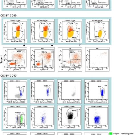 Phenotypic Chatacterization Of B Cell Subsets Download Scientific