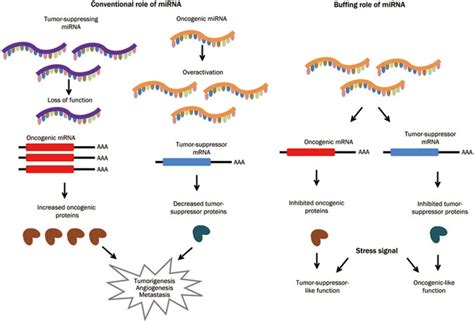 The Role Of Microrna In Cancer Download Scientific Diagram