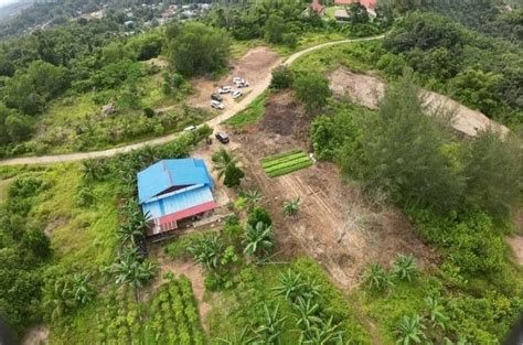 Lahan Bekas Tambang Diubah Menjadi Lahan Pertanian Dan Perkebunan