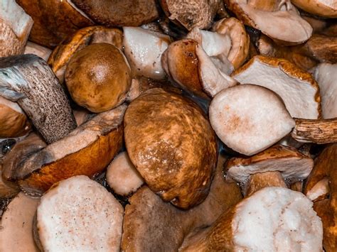 Premium Photo Forest Harvest Of Porcini Mushrooms And Boletus