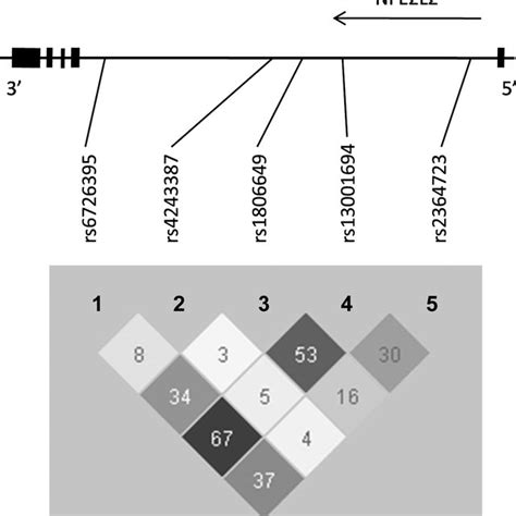 Position Of Genotyped Single Nucleotide Polymorphisms Snps In The