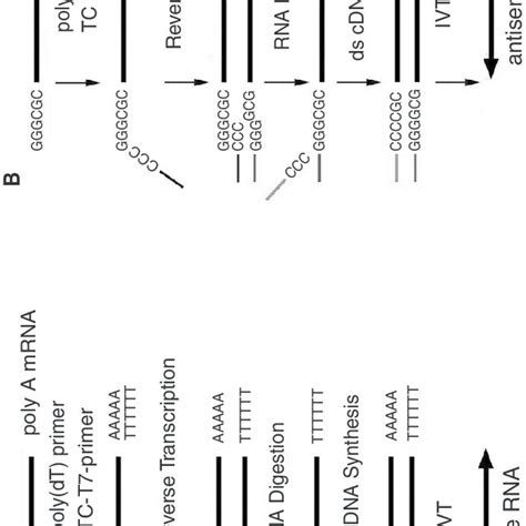 2 Outline Of The Tc Rna Amplification Methodology A A Poly D T