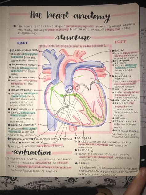 The Cardiovascular System Notes Pdf