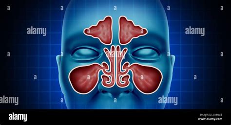 Cavidad Nasal De Los Senos Paranasales Con Una Vista Frontal De La