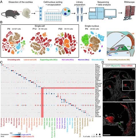 Single Cell Transcriptomic Profiling Of The Mouse Cochlea An Atlas For
