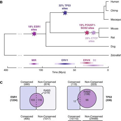 Limited Evolutionary Conservation Of Transcription Factor Binding