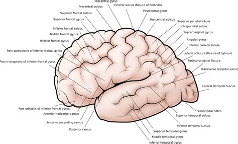 Functions Of The Cerebral Cortex Storymd
