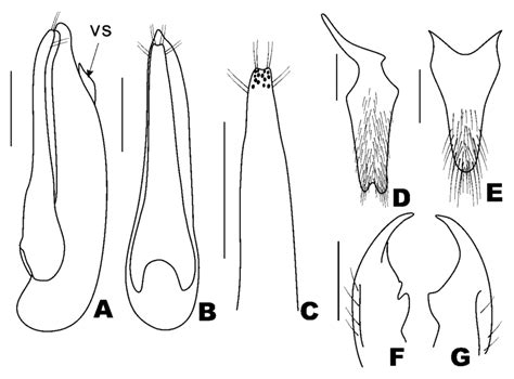 Q V Rectilatus A C Aedeagus A Lateral View B Dorsal View