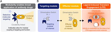 Switchable Assembly And Function Of Antibody Complexes In Vivo Using A