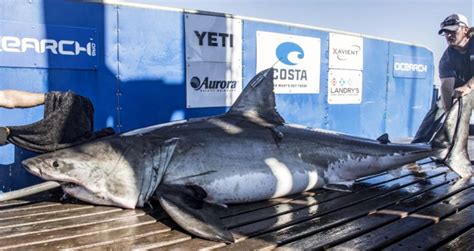 Understanding Shark Movements The Spatiotemporal Distribution Of White