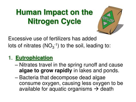 Ppt The Nitrogen Cycle Powerpoint Presentation Free Download Id