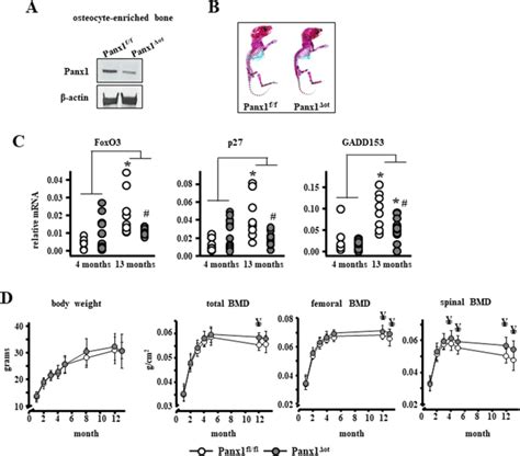 age and sex dependent role of osteocytic pannexin1 on bone and muscle
