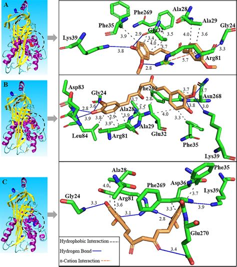 Computational Protein Ligand Docking Simulations For Predicting