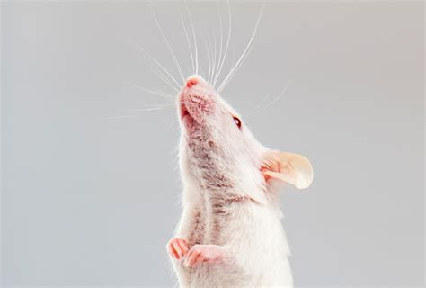 Mice With Autism Mutation May Be Indifferent To Social Scents