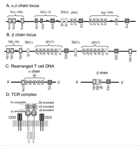 The T Cell Antigen Receptor Tcr Tcr Determines The Specificity Of