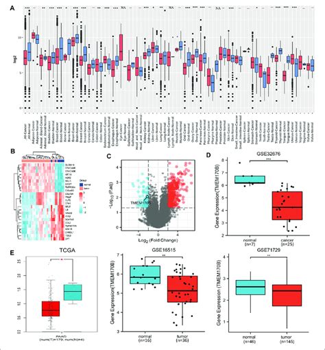 Tmem170b Mrna Expression Levels In Different Tumors And Corresponding