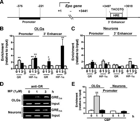 Figure 6 From Glucocorticoid Protection Of Oligodendrocytes Against
