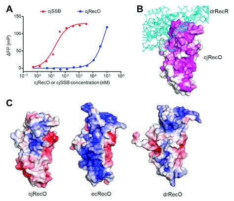 Ssdna Binding By Cjreco A Interaction Of Cjreco And Cjssb With Ssdna