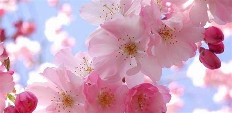 白桃花和花狩舞合作
