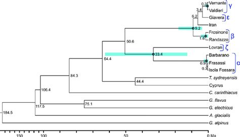 Dated Phylogeny Estimates Of Divergence Time Calculated Using 28s