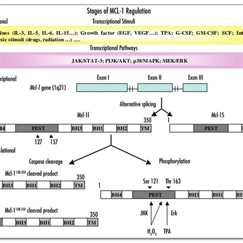 Transcriptional Post Transcriptional And Post Translational Regulation