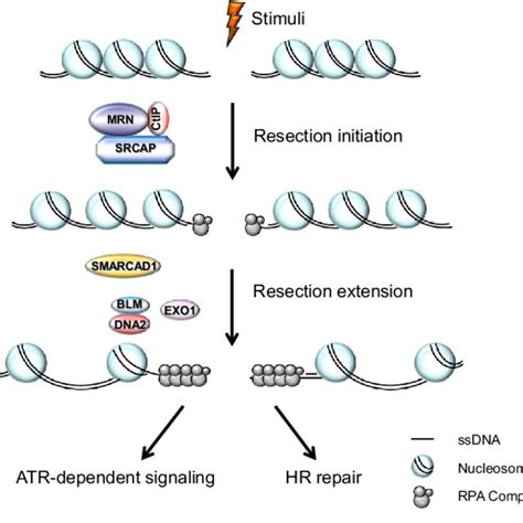 Dna End Resection Occurs Via A Two Step Process—resection Initiation