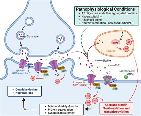 Nitrosynapsin Ameliorates Aberrant S Nitrosylation That Contributes To
