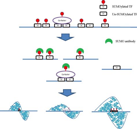 An Improved Chip Seq Peak Detection System For Simultaneously
