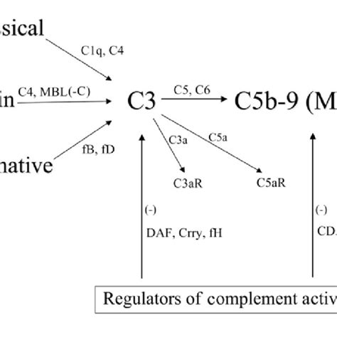 Unrestricted Activation Of Alternative Pathway C3 Convertase Both