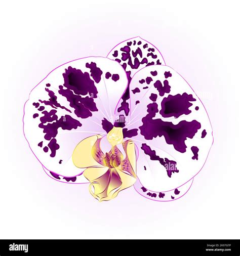 Beautiful Spotted Orchid Phalaenopsis Flower Closeup Isolated Vintage