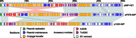 Linear Comparison Of Sequenced Plasmids Genes Are Denoted By Arrows