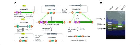 Construction The In Frame Gene Deletion Mutants Of S Atratus Scsio
