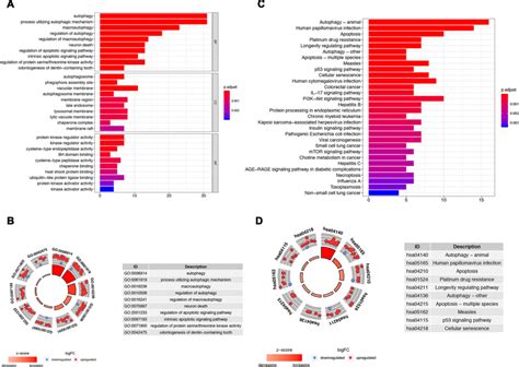Gene Functional Enrichment Analysis For The Args A B Show By The