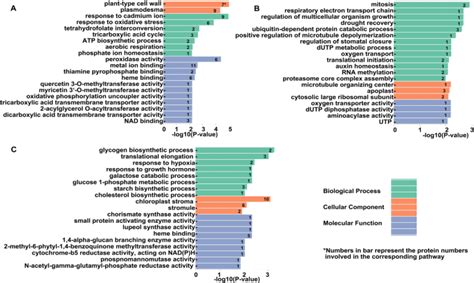 Proteomic Analysis Showing The Signaling Pathways Involved In The