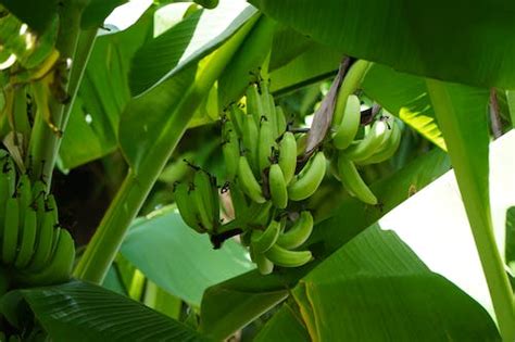 Foto Stok Gratis Tentang Agrikultura Buah Daun Daun Eksotik Flora